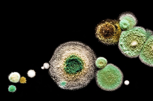 Understanding Mold Allergies | Allergy, Asthma, and Immunology Medical ...